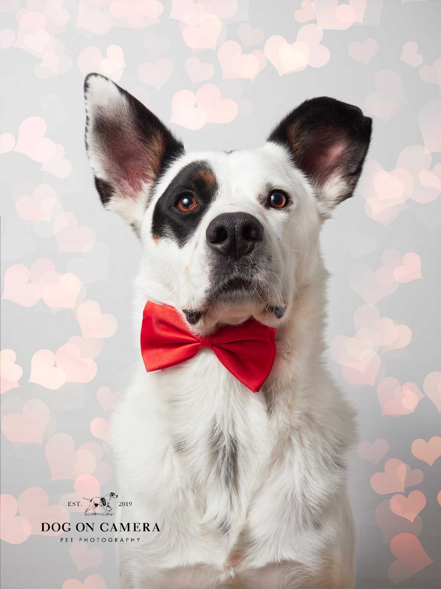 Ideas de fotos de perros para el día de San Valentín