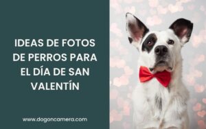 Ideas de fotos de perros para el día de San Valentín